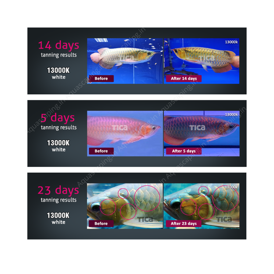 Tica Ultra Colour for Arowana Goldfish Flowerhorn India